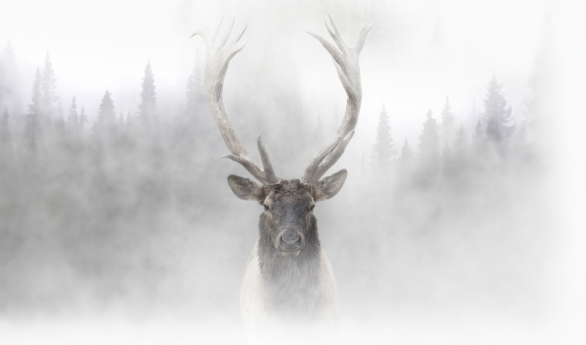 Robert Wilson | Panther Owls Elk – Animal Stories